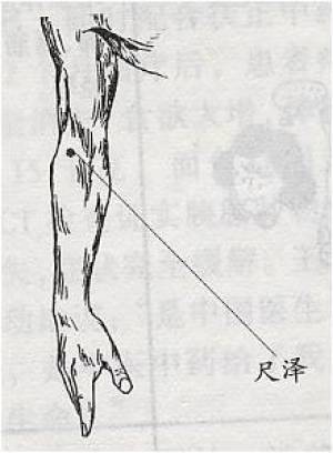 acupuncture:points:points des meridiens:poumon:5p - Encyclopédie des ...